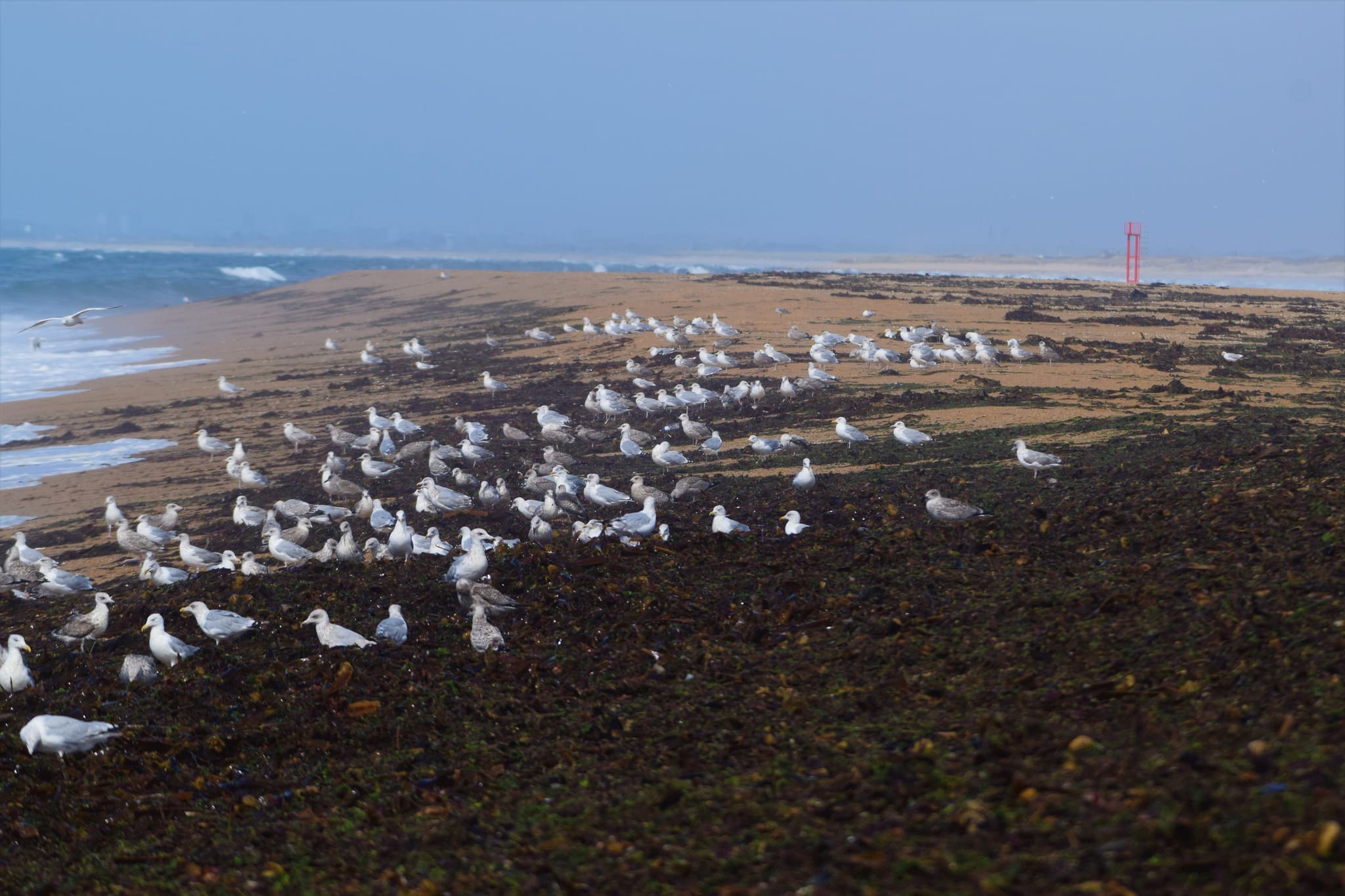 Observation des oiseaux hivernants et des algues de la Roche Sèche ...