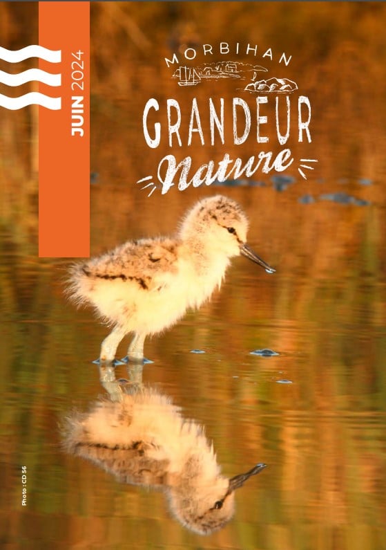 Papillons et libellules des landes de l'étang du Varquez - Grand Site ...